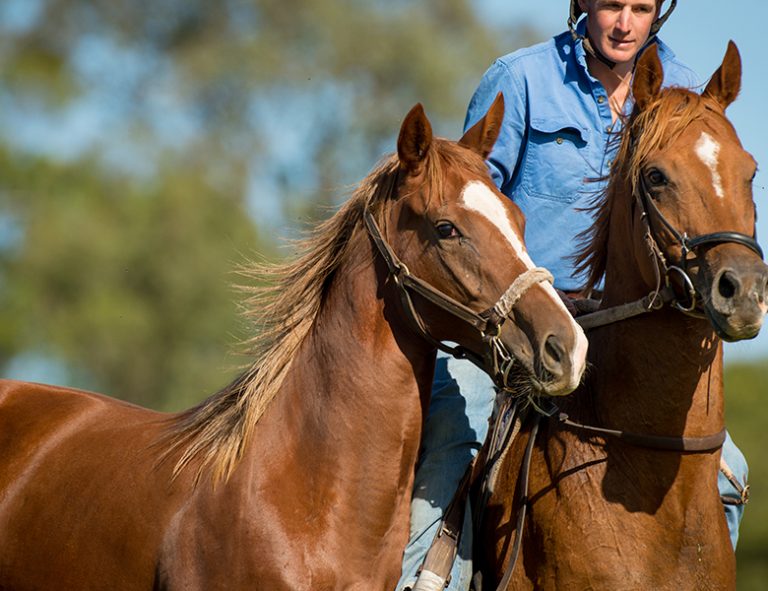 Eureka Stud – Home to Spirit of Boom