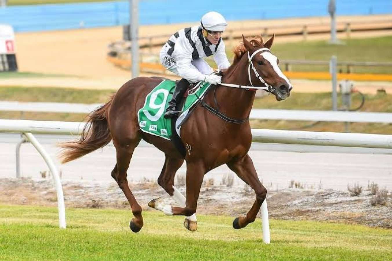 Pippie could be next Queensland star after Doomben win - Eureka Stud