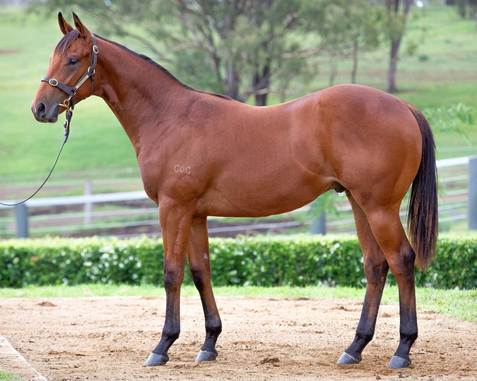 Yearling Drafts - Eureka Stud