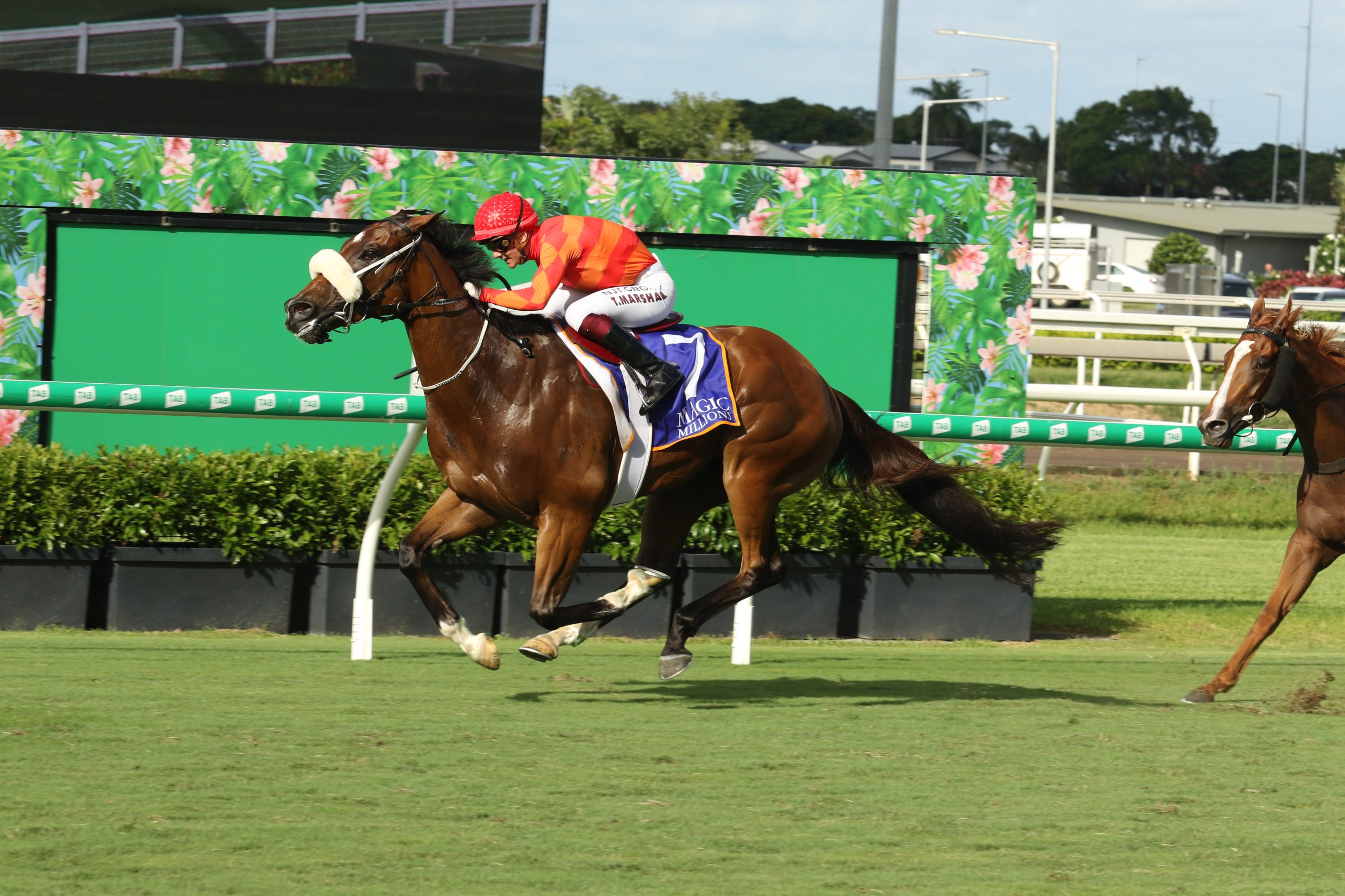Apache Chase Crowned TAB Queensland Horse Of The Year - Eureka Stud