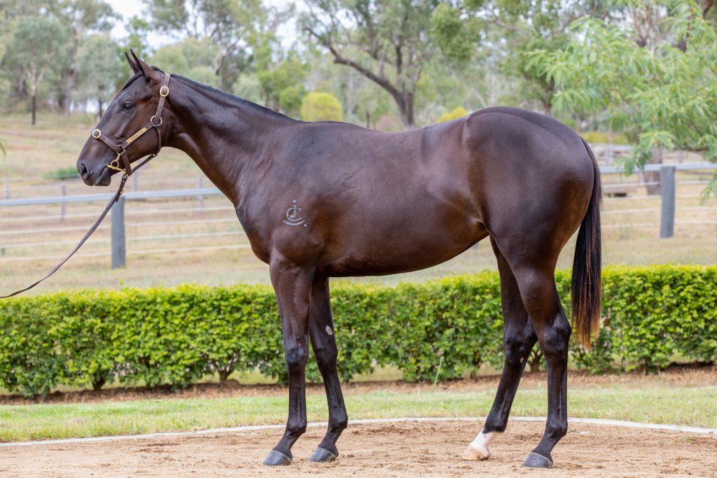 Melbourne Premier Yearlings 2023 - Eureka Stud